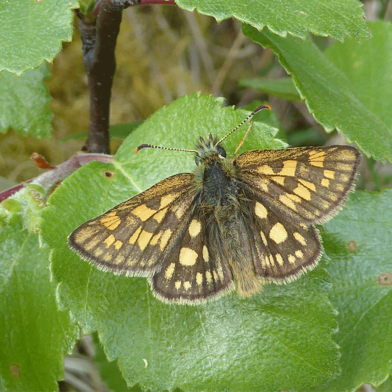 Chequered-Skipper | Arthropedia
