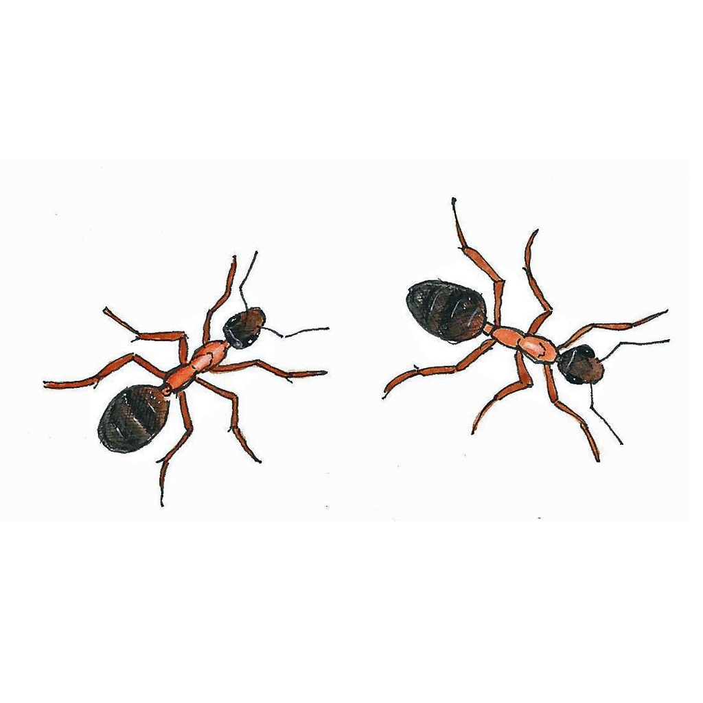 Red-barbed-Ant | Arthropedia