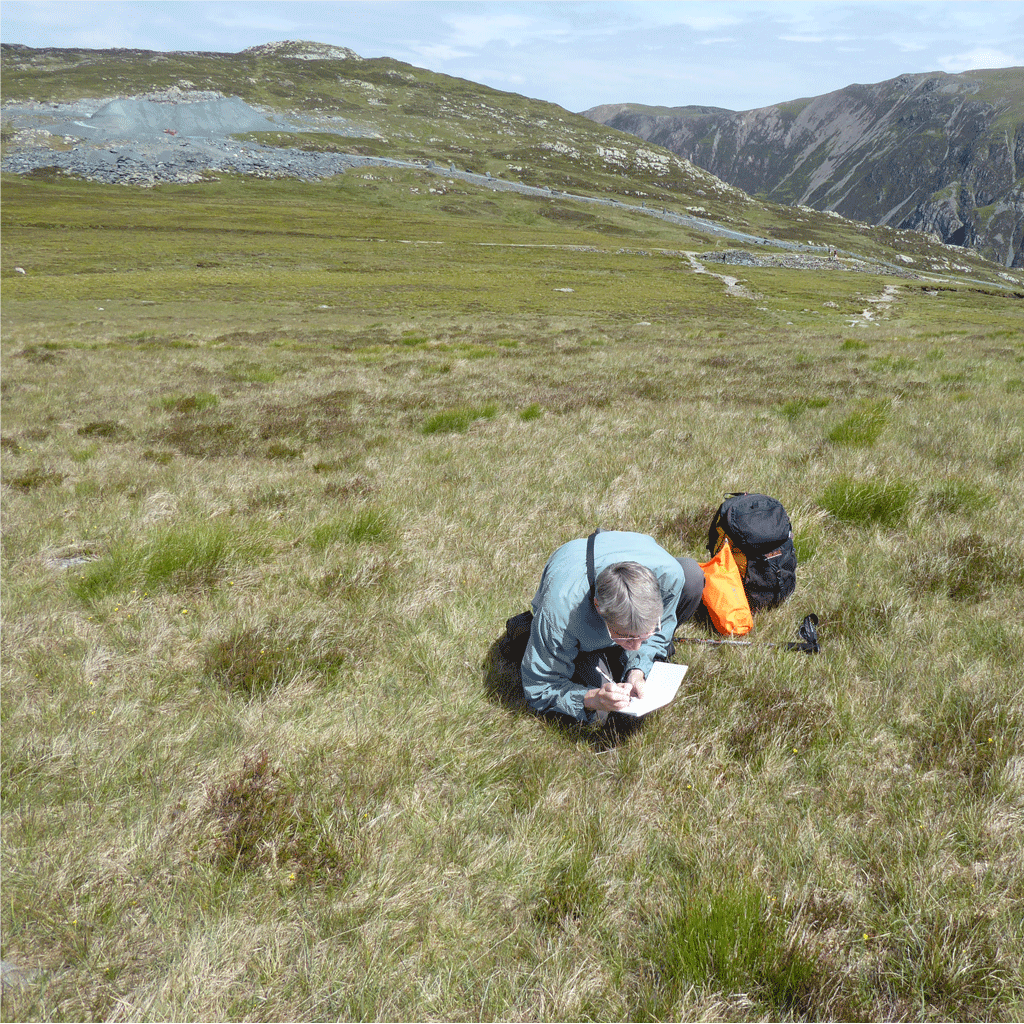 DRAWING-Mountain-Ringlet | Arthropedia