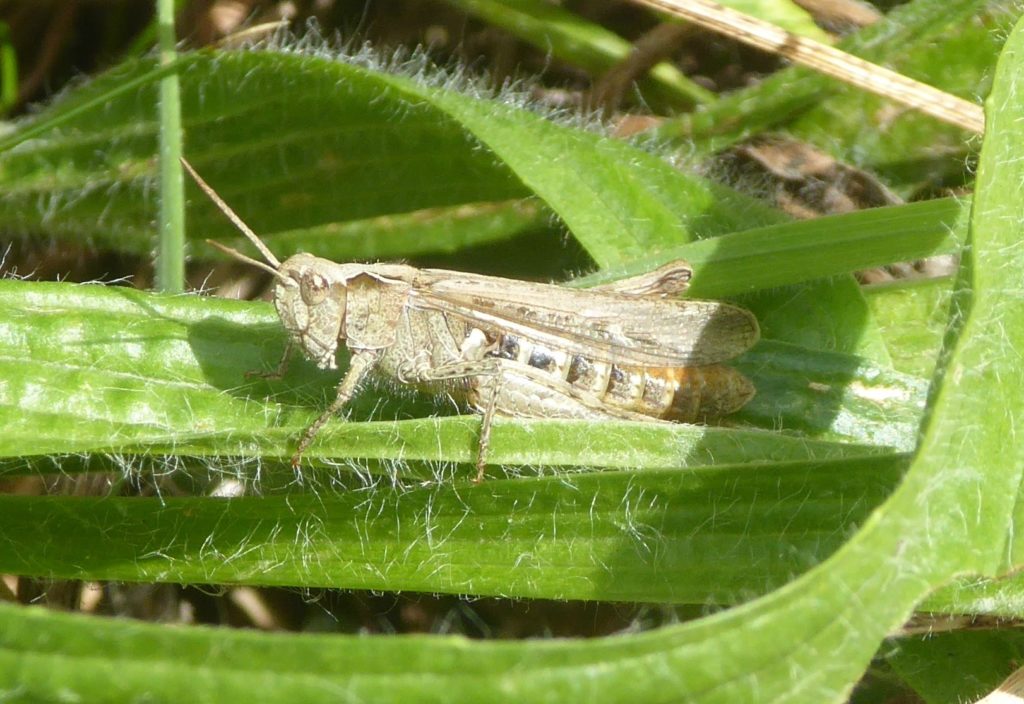 Arthropedia - O is for Orthoptera: Grasshoppers and Crickets