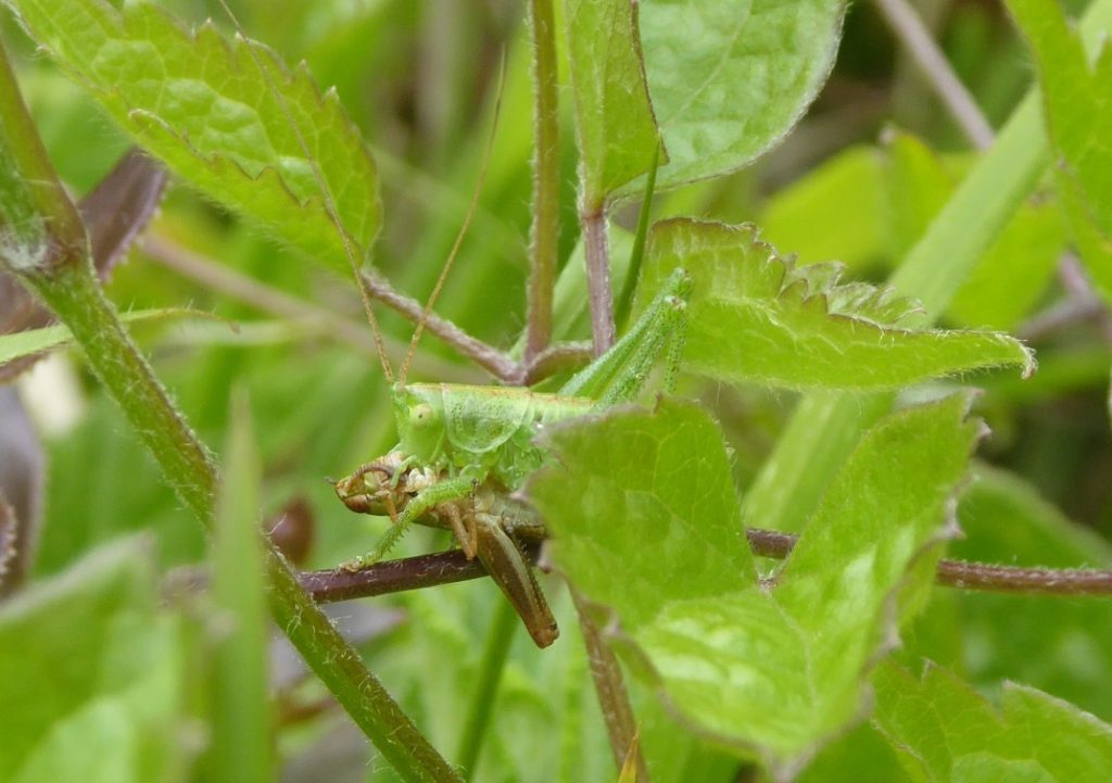 Arthropedia - O is for Orthoptera: Grasshoppers and Crickets