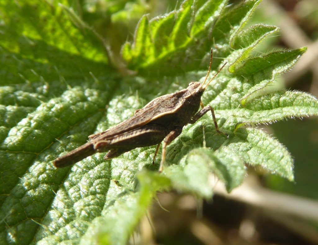 Arthropedia - O is for Orthoptera: Grasshoppers and Crickets