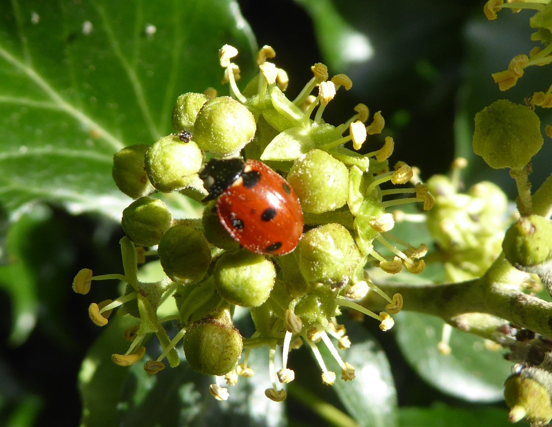 Arthropedia - Insects on Ivy