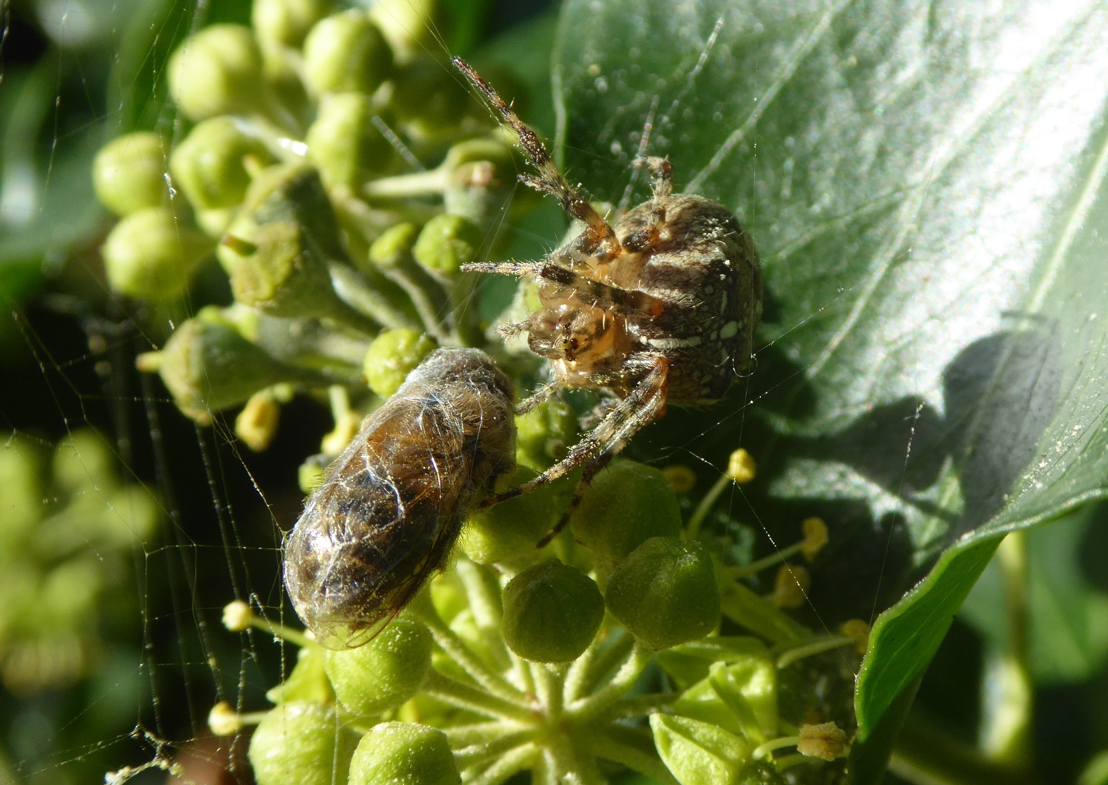 Arthropedia - Insects on Ivy