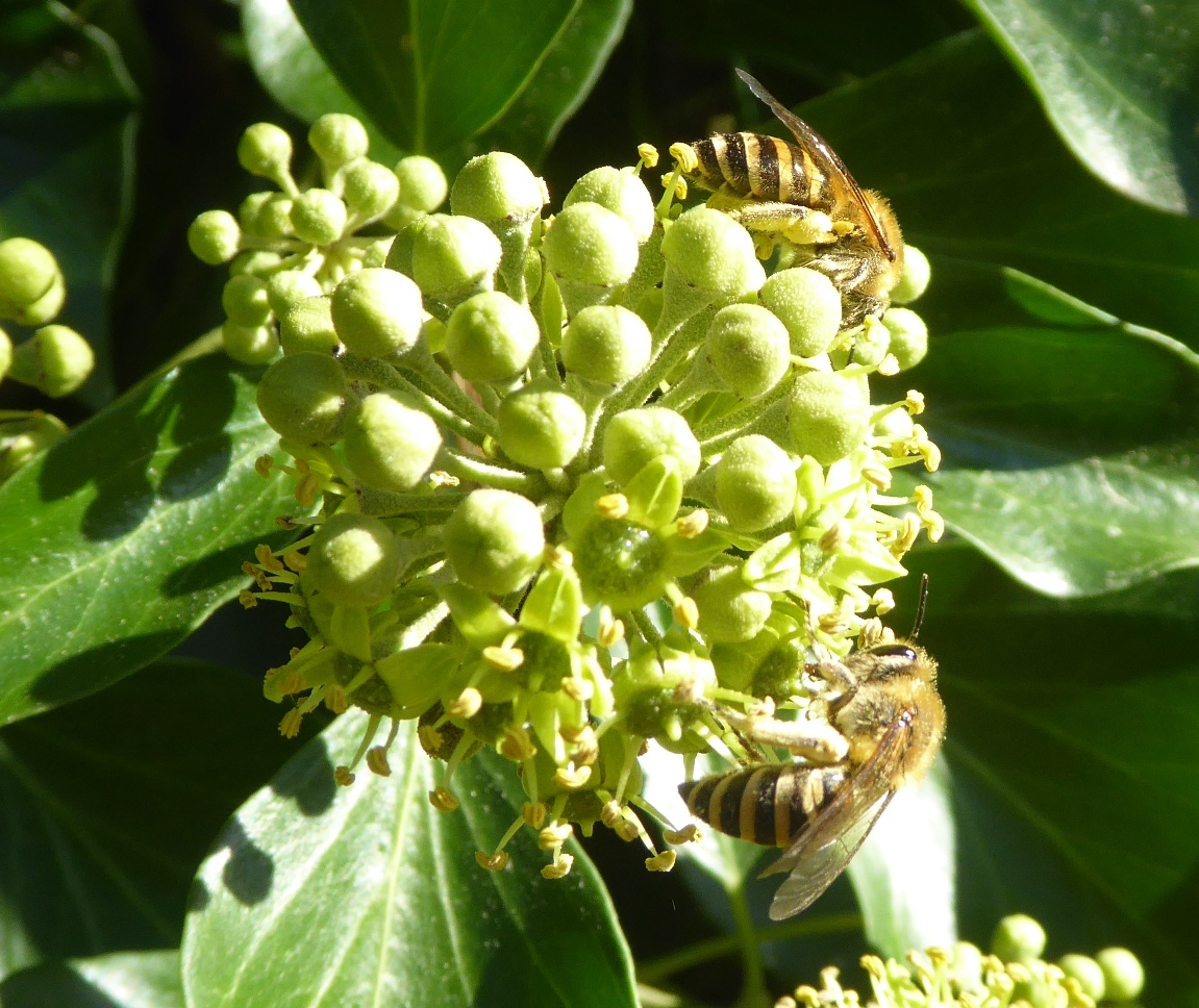 Arthropedia - Insects on Ivy