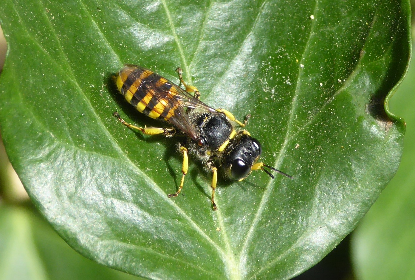 Arthropedia - Insects on Ivy