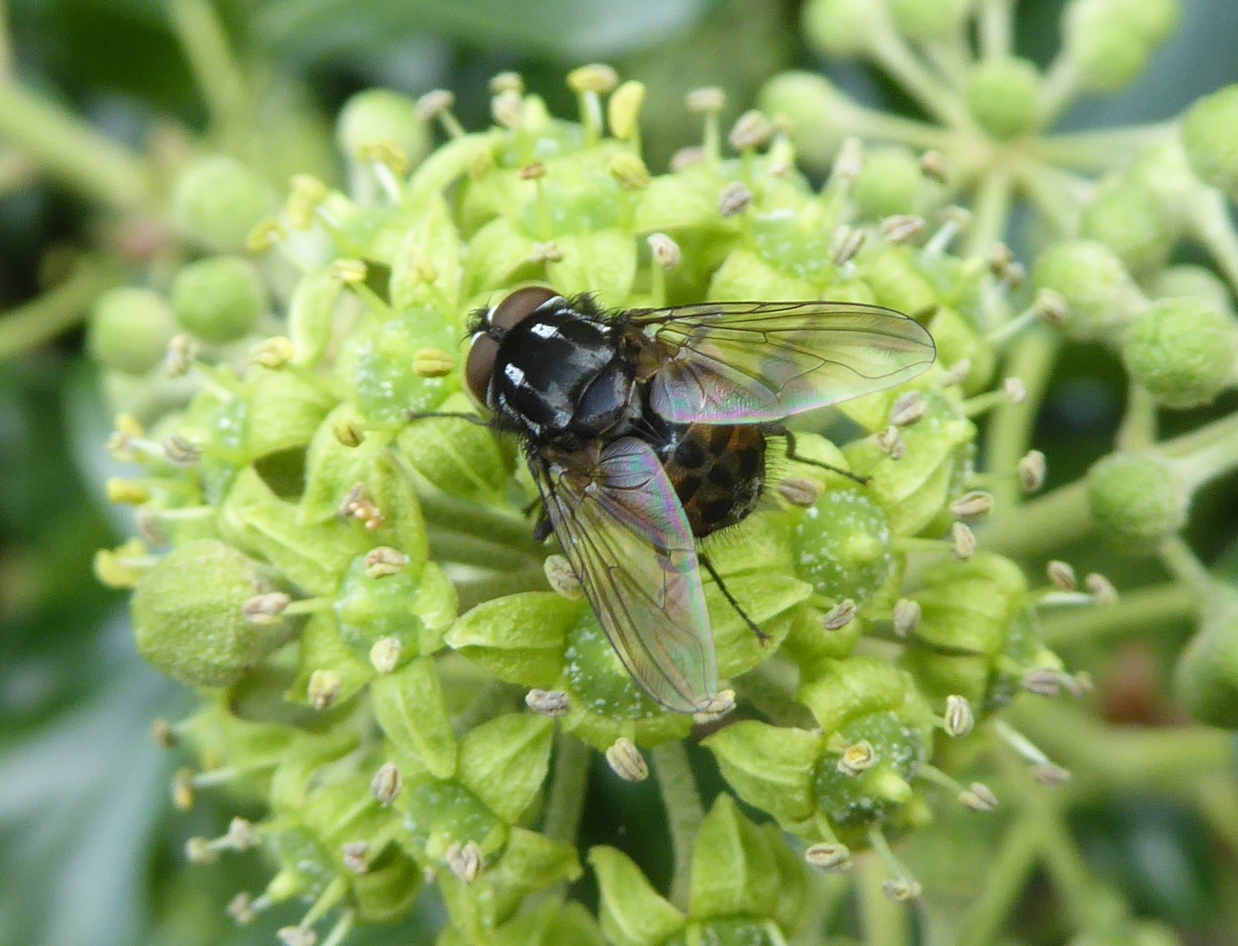 Arthropedia - Insects on Ivy