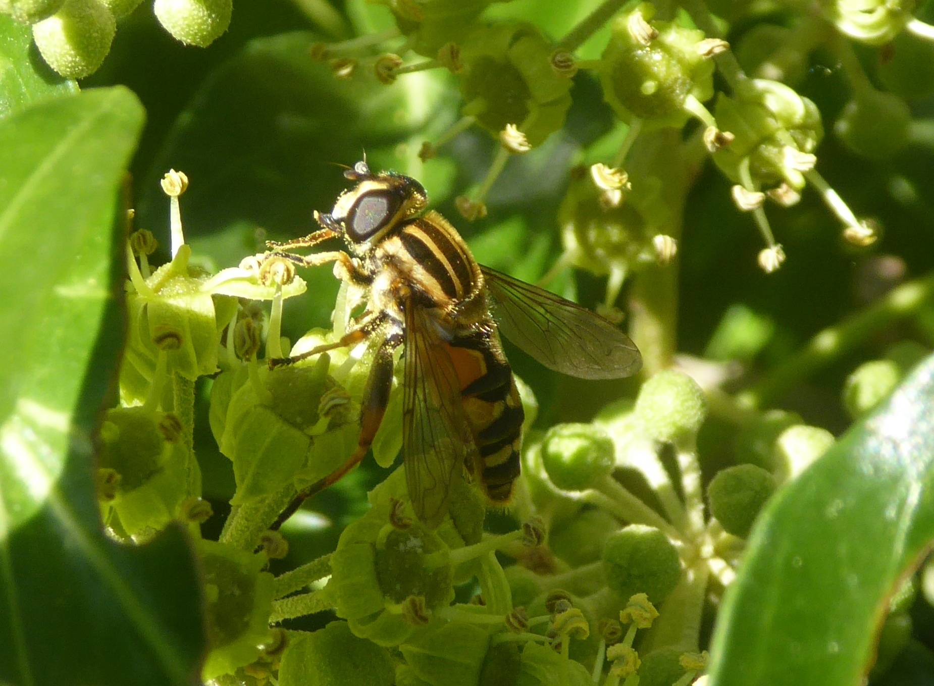 Arthropedia - Insects on Ivy