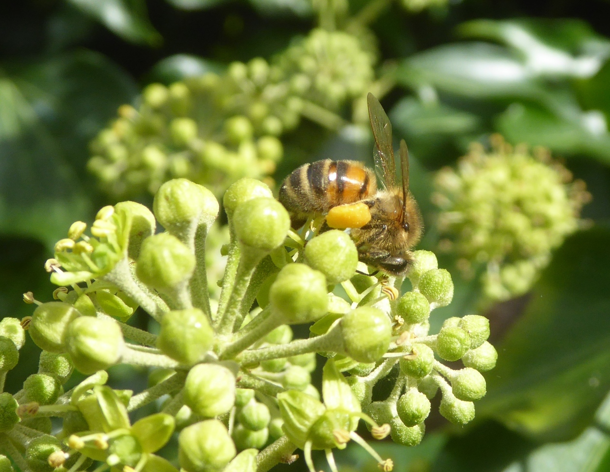 Arthropedia - Insects on Ivy