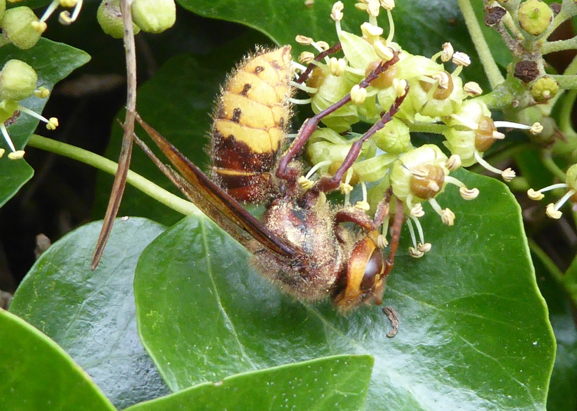 Arthropedia - Insects on Ivy