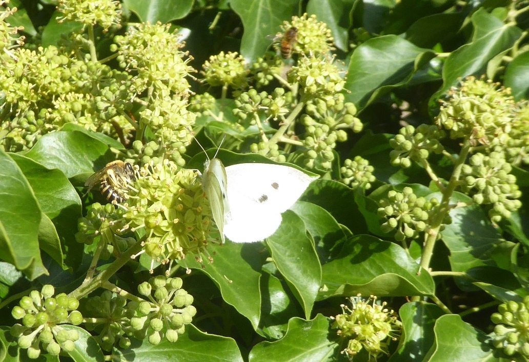 Arthropedia - Insects on Ivy