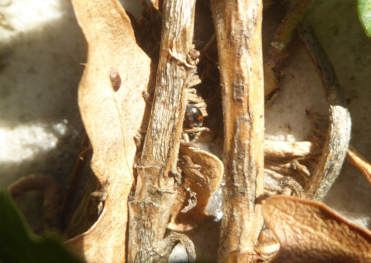Arthropedia - Insects on Ivy