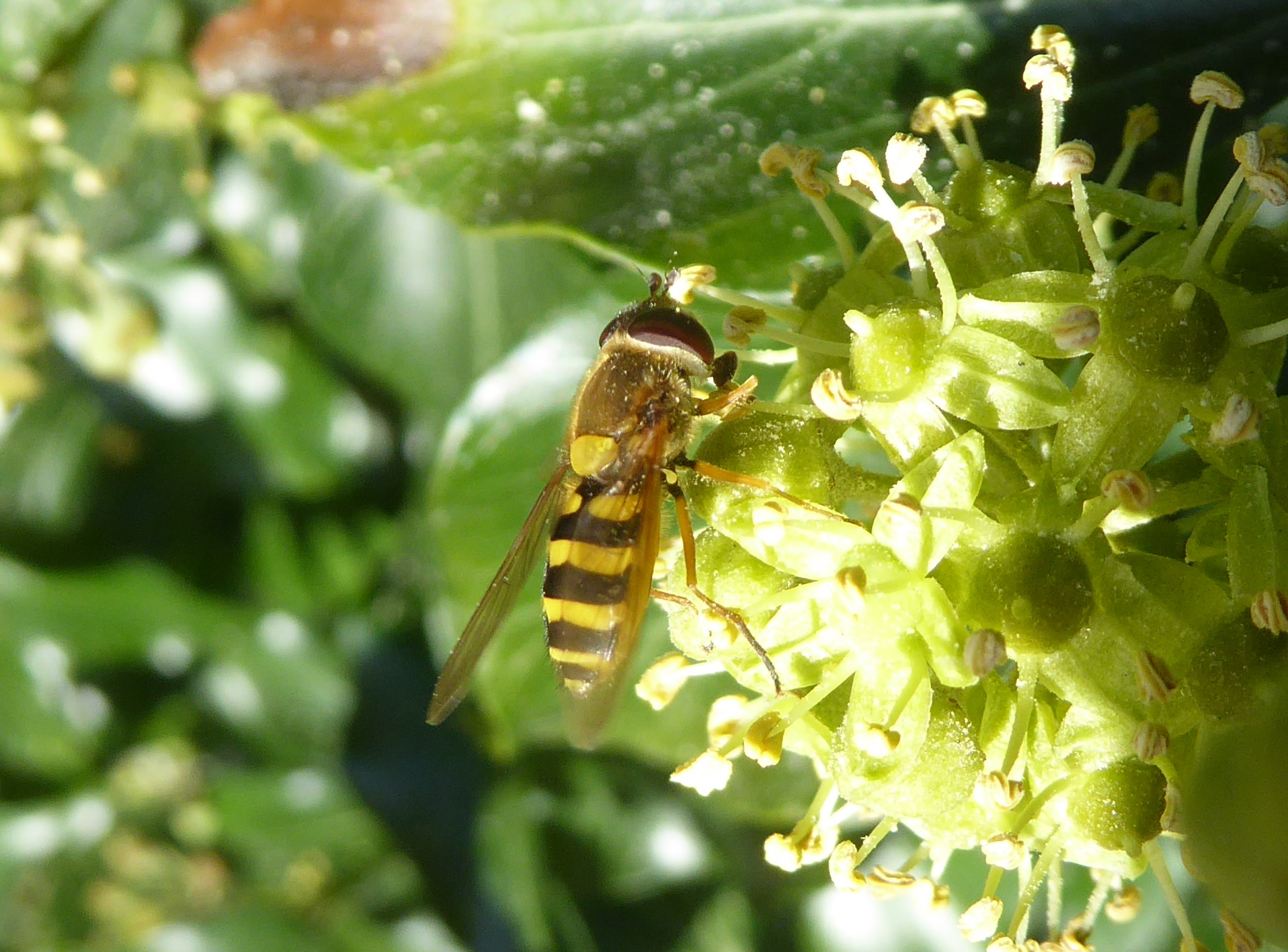 Arthropedia - Insects on Ivy