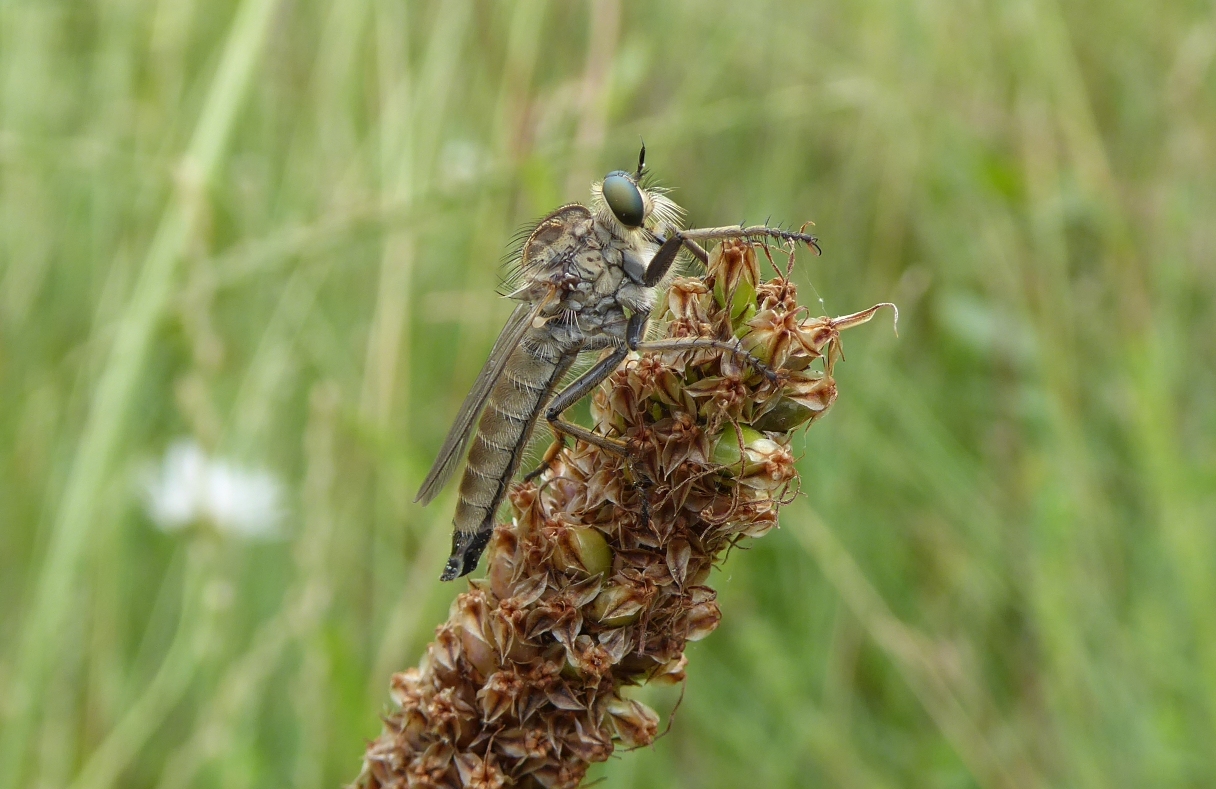 Arthropedia - Robberflies
