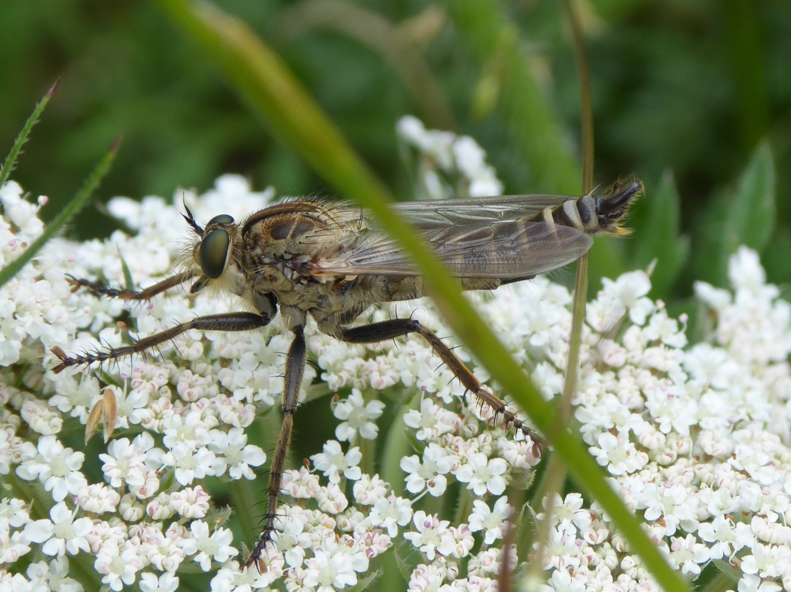 Arthropedia - Robberflies