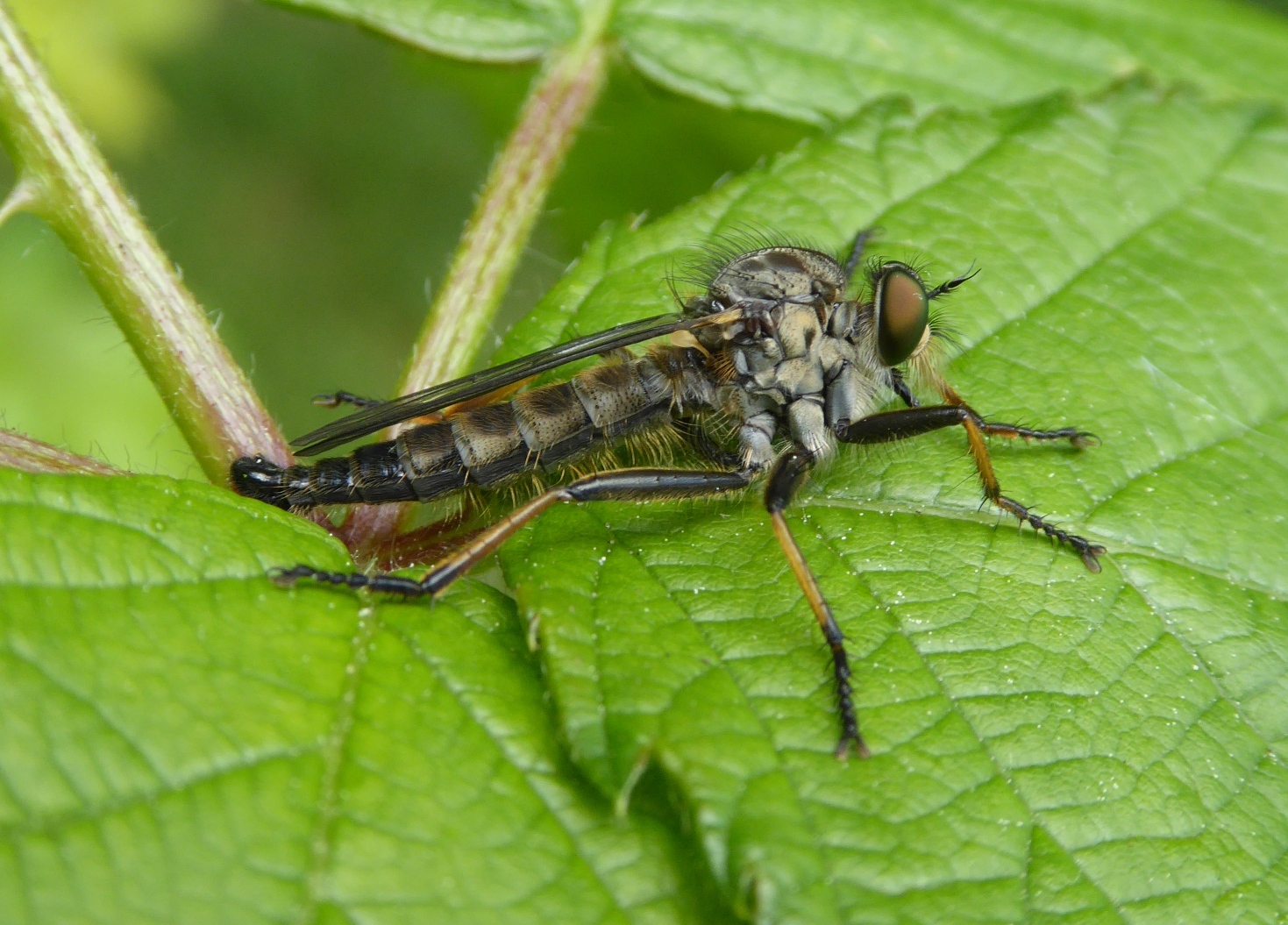 Arthropedia - Robberflies